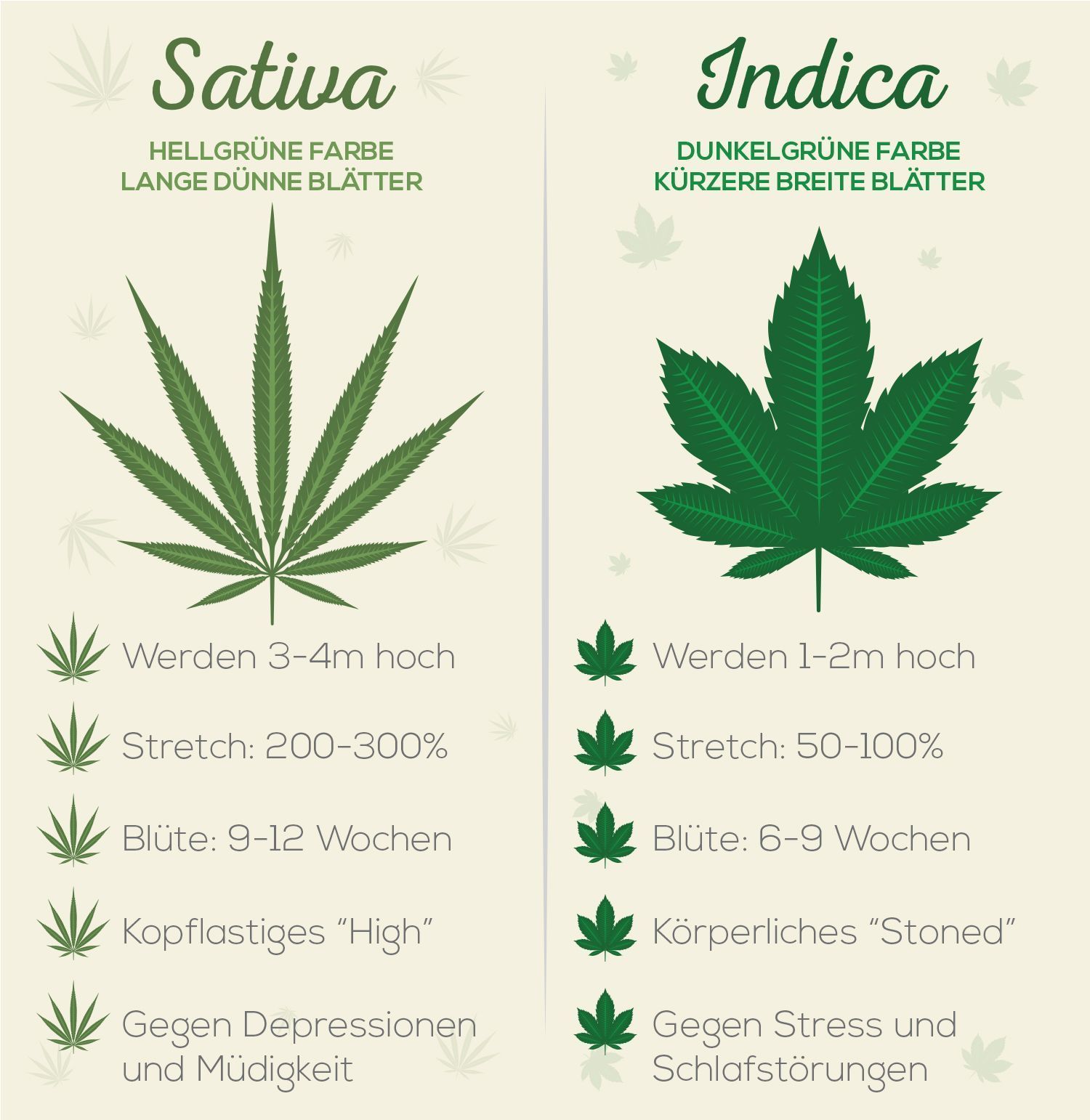 Cannabis Indica Blatt Was Ist Der Unterschied Zwischen Indica Und