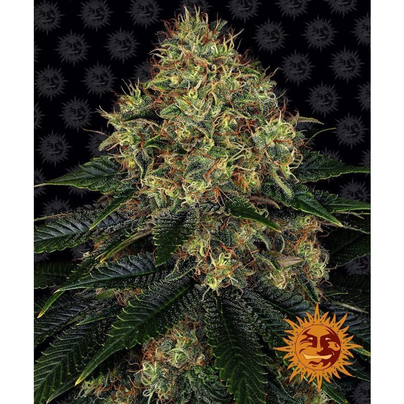 Skywalker OG Auto – THC-reiche Autoflowering Hanfsamen
