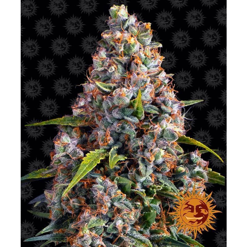Strawberry Cheesecake Auto – THC-reiche Autoflowering Samen