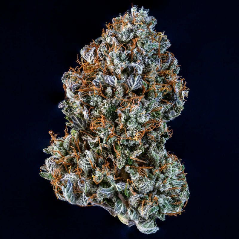 Creme de la Chem Auto – THC-reiche Autoflowering Samen