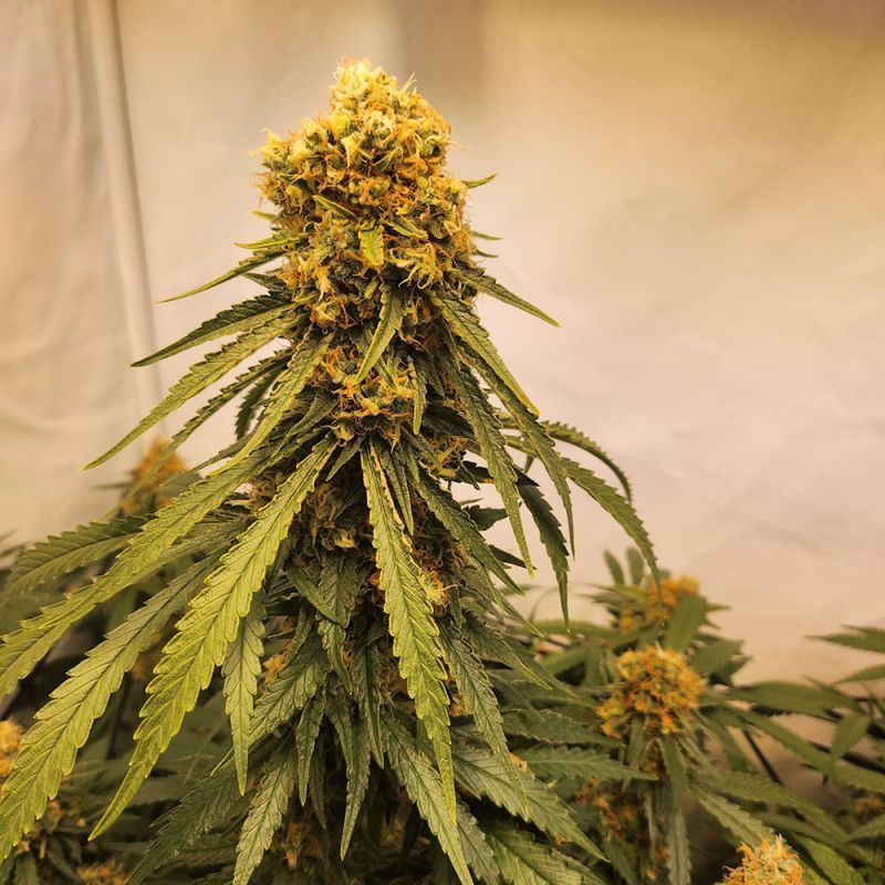 Candy Store RBX Feminisiert – THC-reiche Indoor Samen