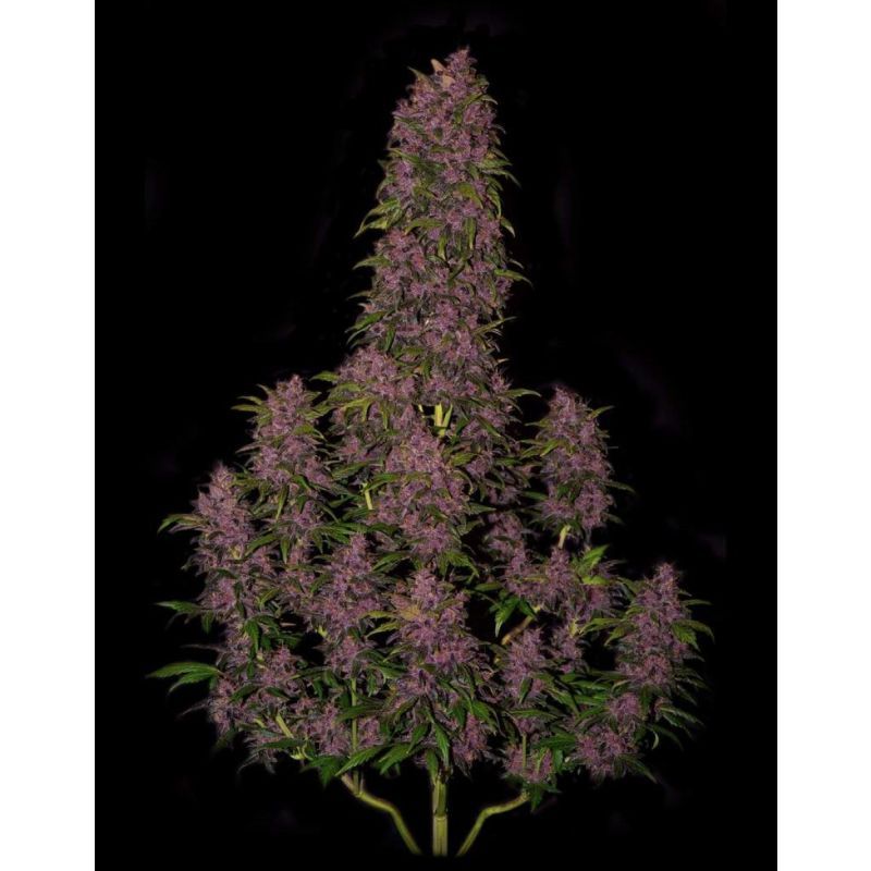 Crystal Meth Auto – THC-reiche Autoflowering Hanfsamen