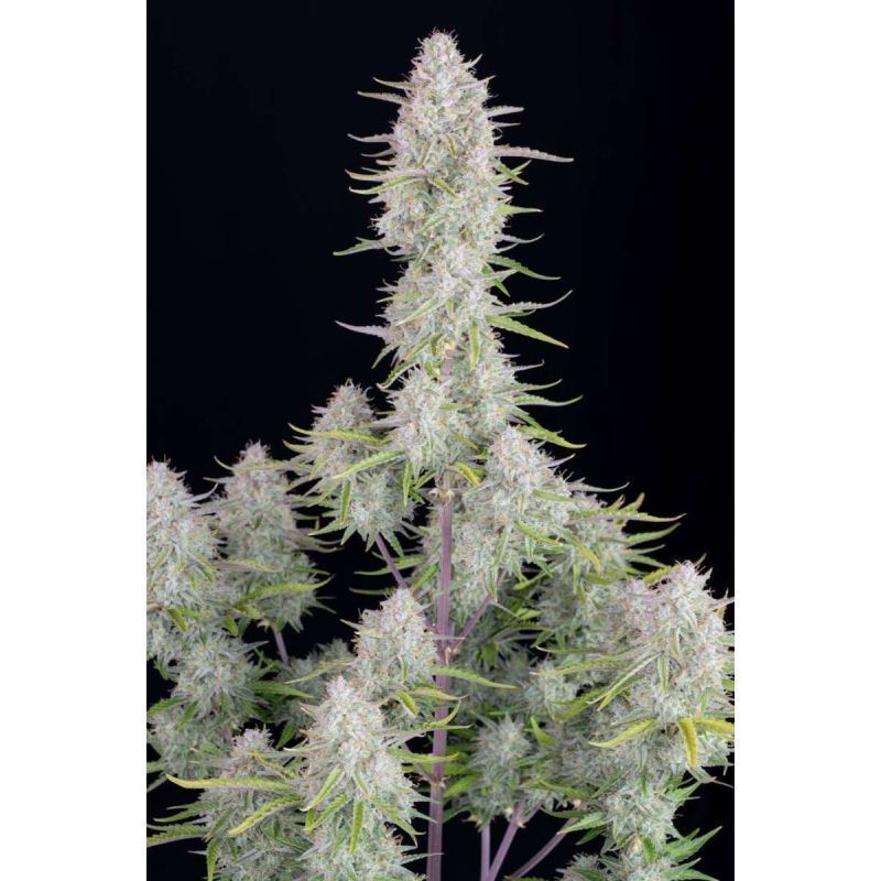 Wedding Cheesecake Auto – THC-reiche Autoflowering Samen