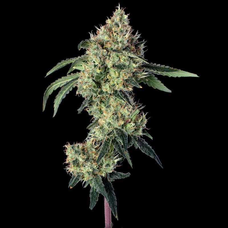 Lemon Prime Feminisiert – THC-reiche Indoor Samen
