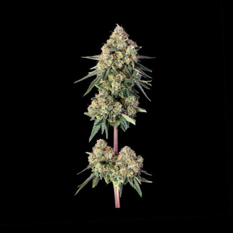 Permanent Haze Feminisiert – Sativa Hanfsamen mit hohem THC