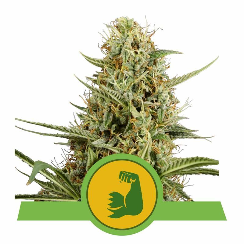 HulkBerry Automatic – THC-reiche Autoflowering Samen