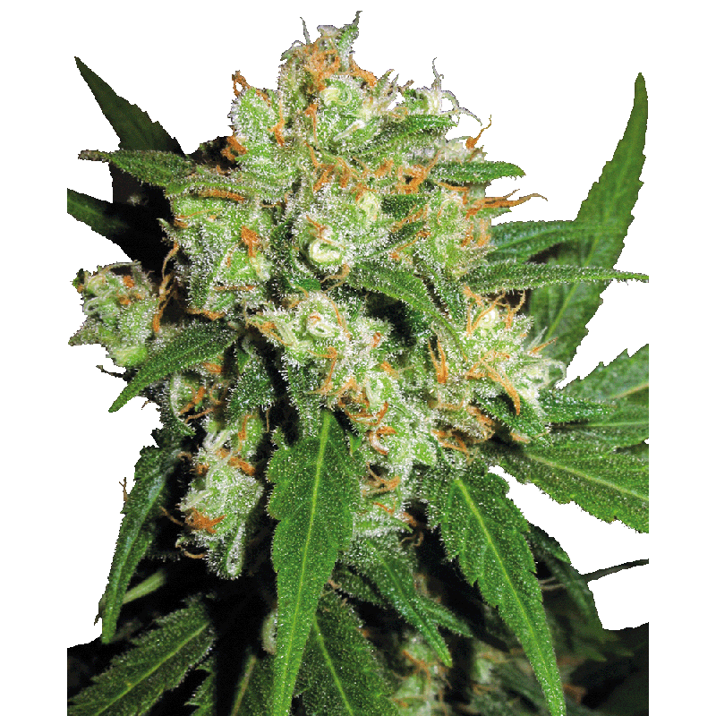 Sensi Skunk Feminisiert – THC-reiche Indoor Samen