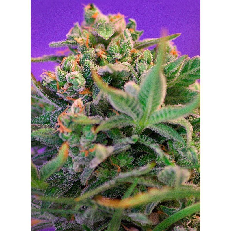 Sweet Cheese F1 Fast Version Feminisiert – Sativa Hanfsamen mit hohem THC