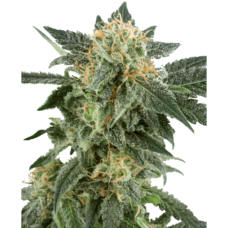 Snow Ryder Automatic – Autoflowering Hanfsamen für Einsteiger