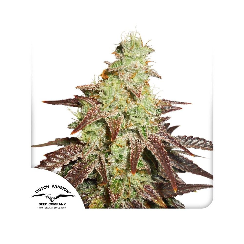 Auto Night Queen - THC-reiche Autoflower mit klebriger Harzschicht