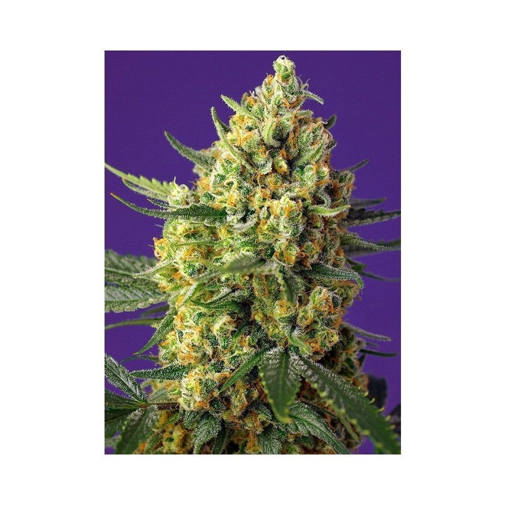 Hochwüchsige Crystal Candy XL Auto - 4. Generation