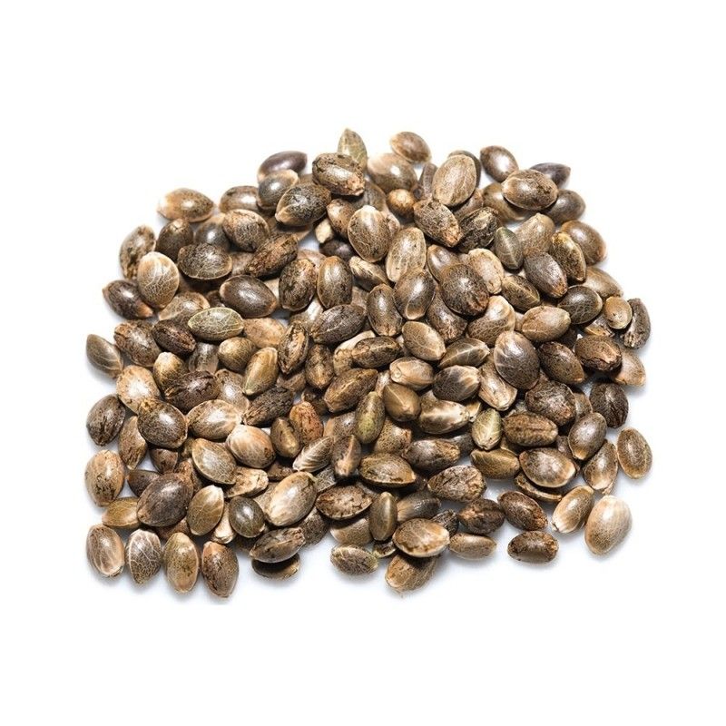 Great White Shark Bulk Seeds - 100 feminisierte Samen