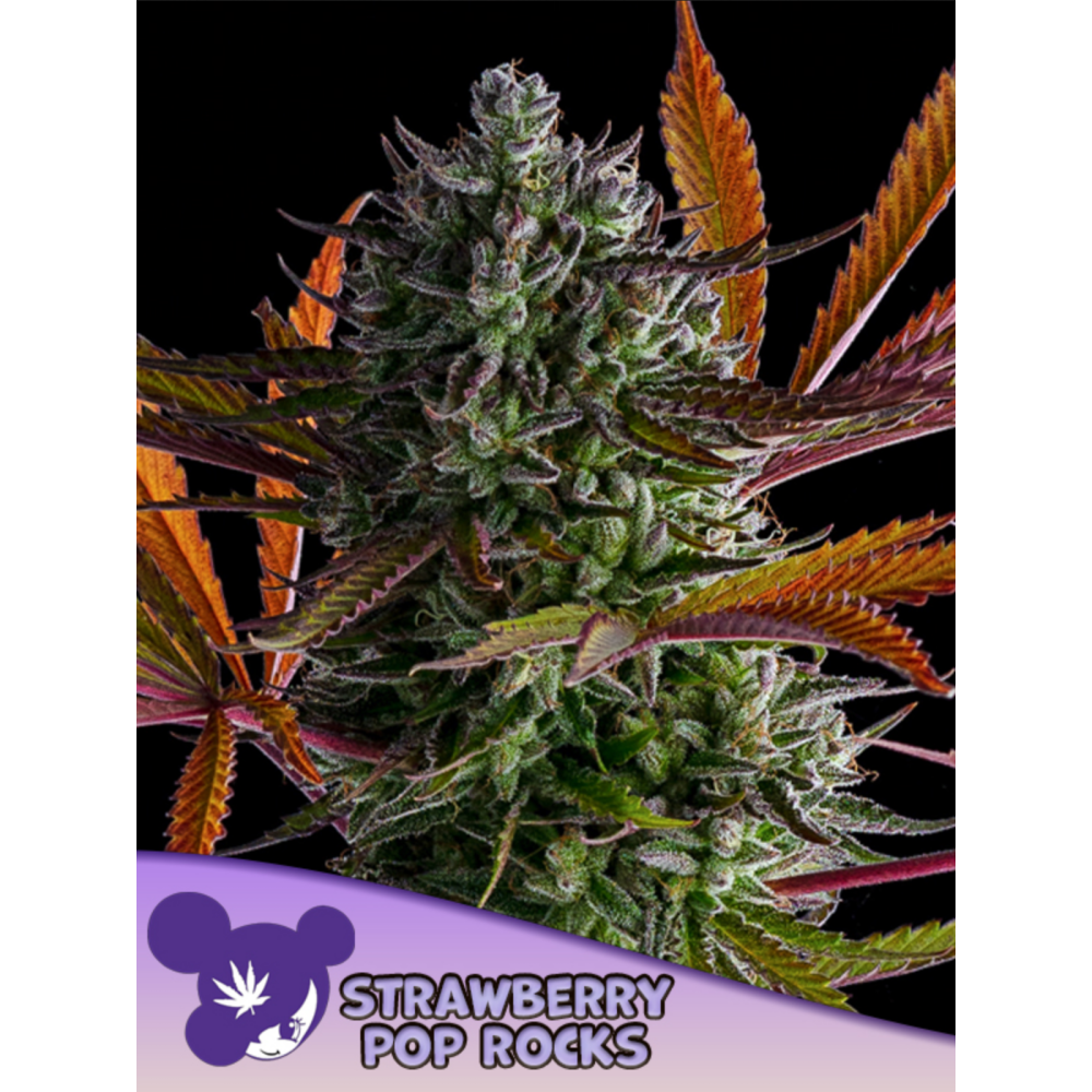 Strawberry Pop Rocks Feminisiert – Hoher Ertrag Indoor Samen